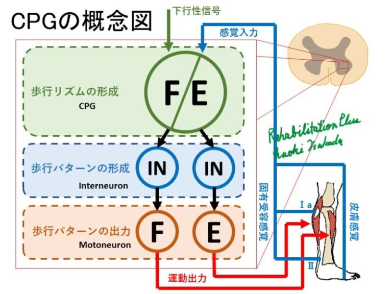 歩行のリズムを生み出す神経回路：Central Pattern Generator (CPG) の最新知見 2025年版 ...