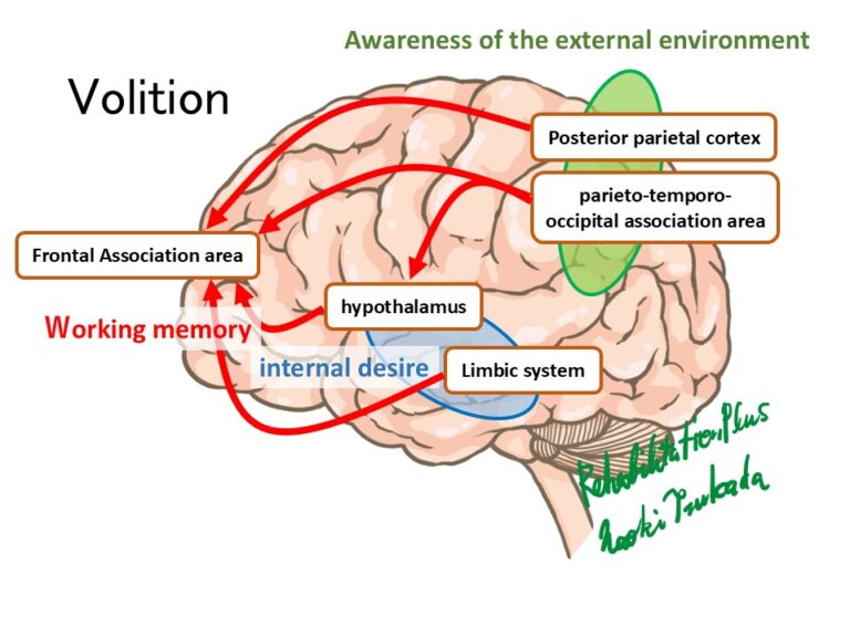 Rewriting of Brain Information Processing in Voluntary Movement (Motor ...